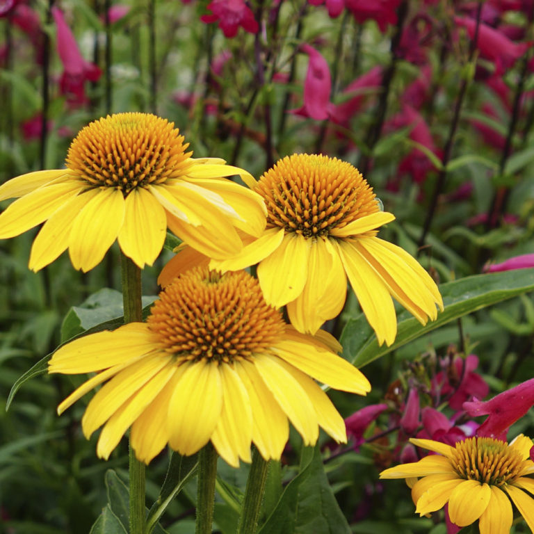 Echinacea Sombrero® Lemon Yellow Improved ('Balsomemyim' PP30116 US7 ...