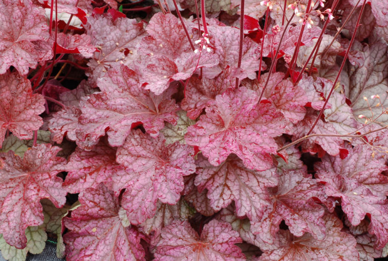 Heuchera | Stonehouse Nursery