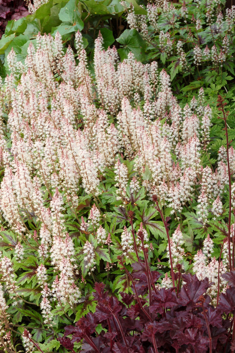 Tiarella 'Sugar and Spice' PP16738 | Stonehouse Nursery