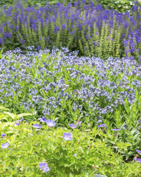 Amsonia 'Blue Ice' | Stonehouse Nursery