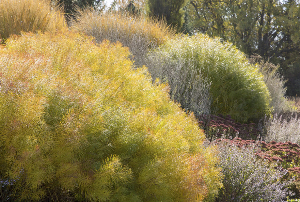 Amsonia hubrichtii | Stonehouse Nursery