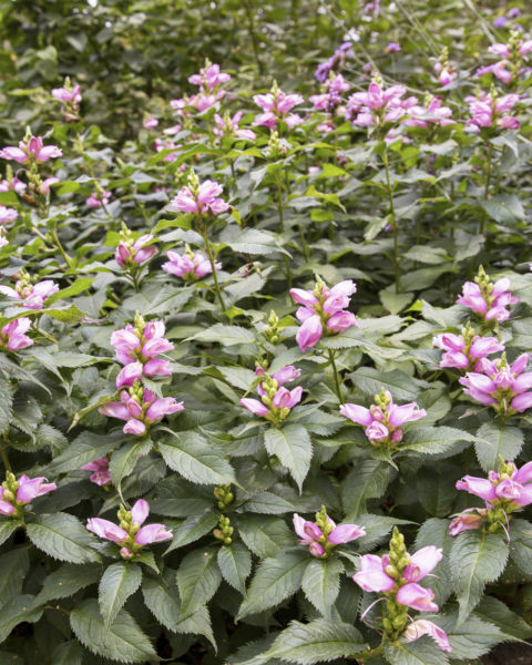 Chelone lyonii 'Hot Lips' | Stonehouse Nursery