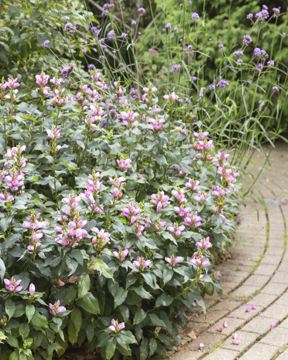 Chelone lyonii 'Hot Lips' | Stonehouse Nursery