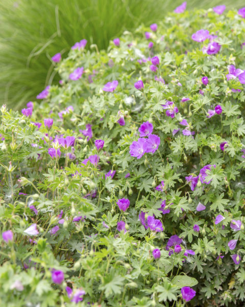 Geranium sanguineum 'Max Frei' | Stonehouse Nursery