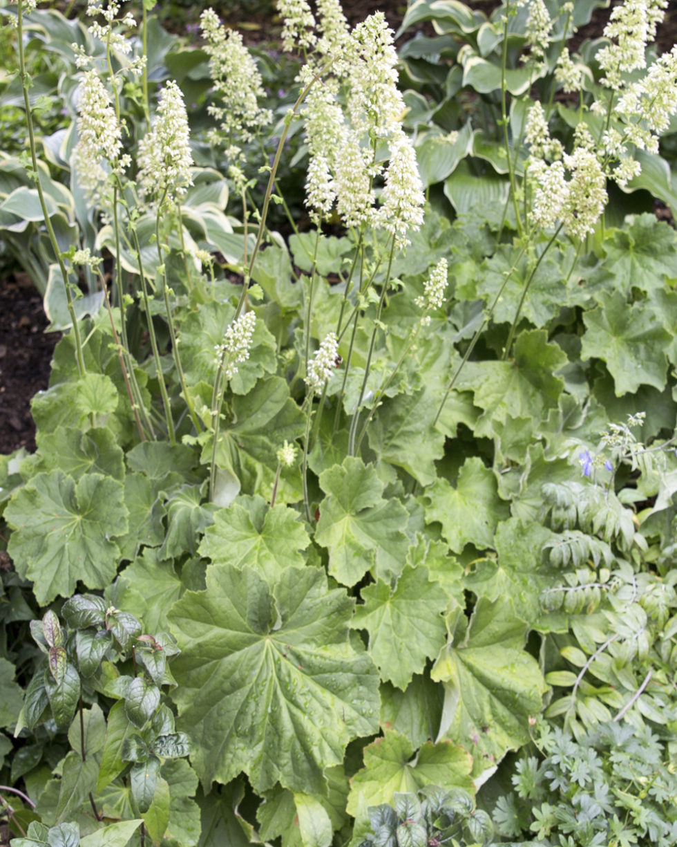Heuchera villosa 'Autumn Bride' | Stonehouse Nursery