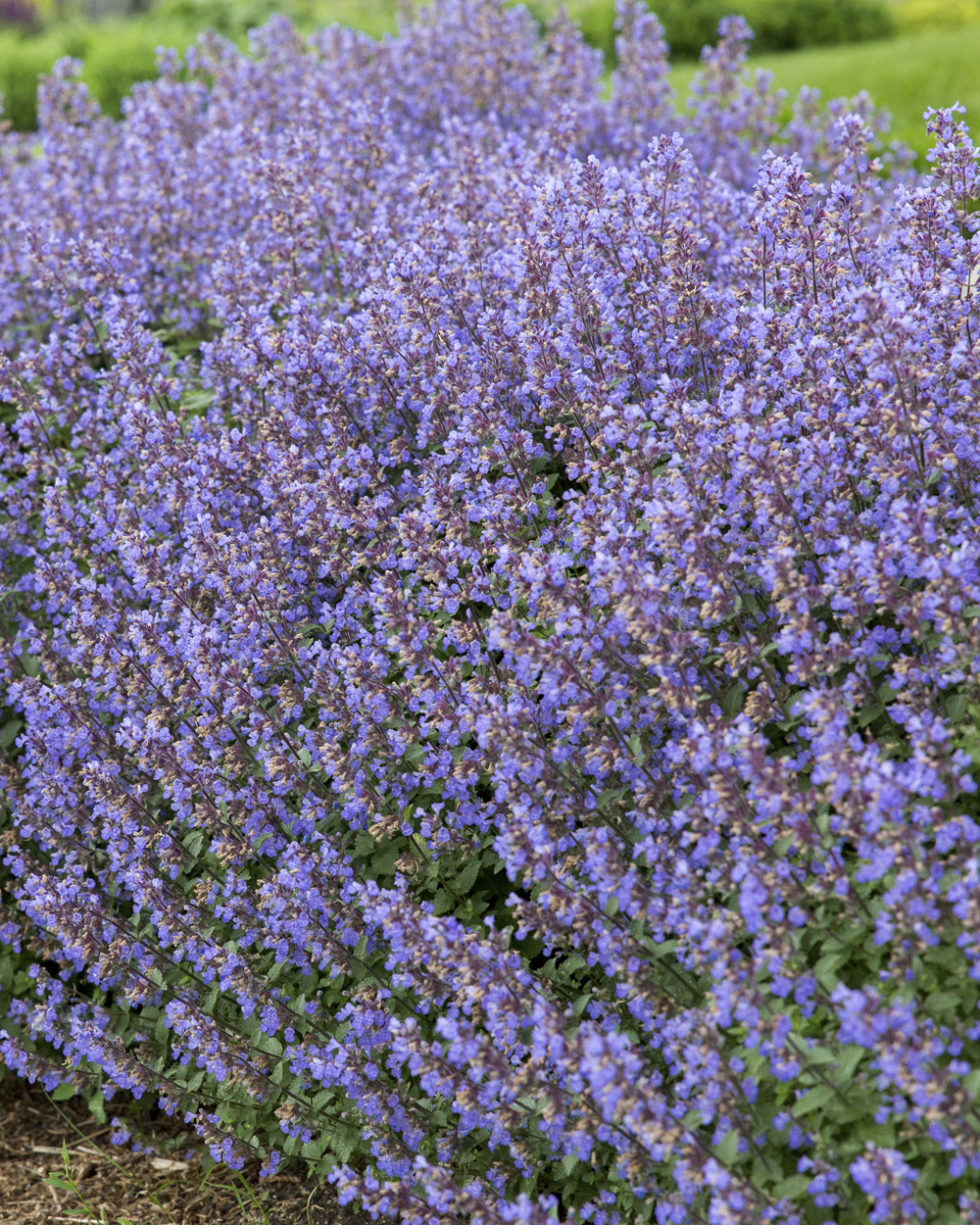 Nepeta faassenii 'Purrsian Blue' PP24788 | Stonehouse Nursery