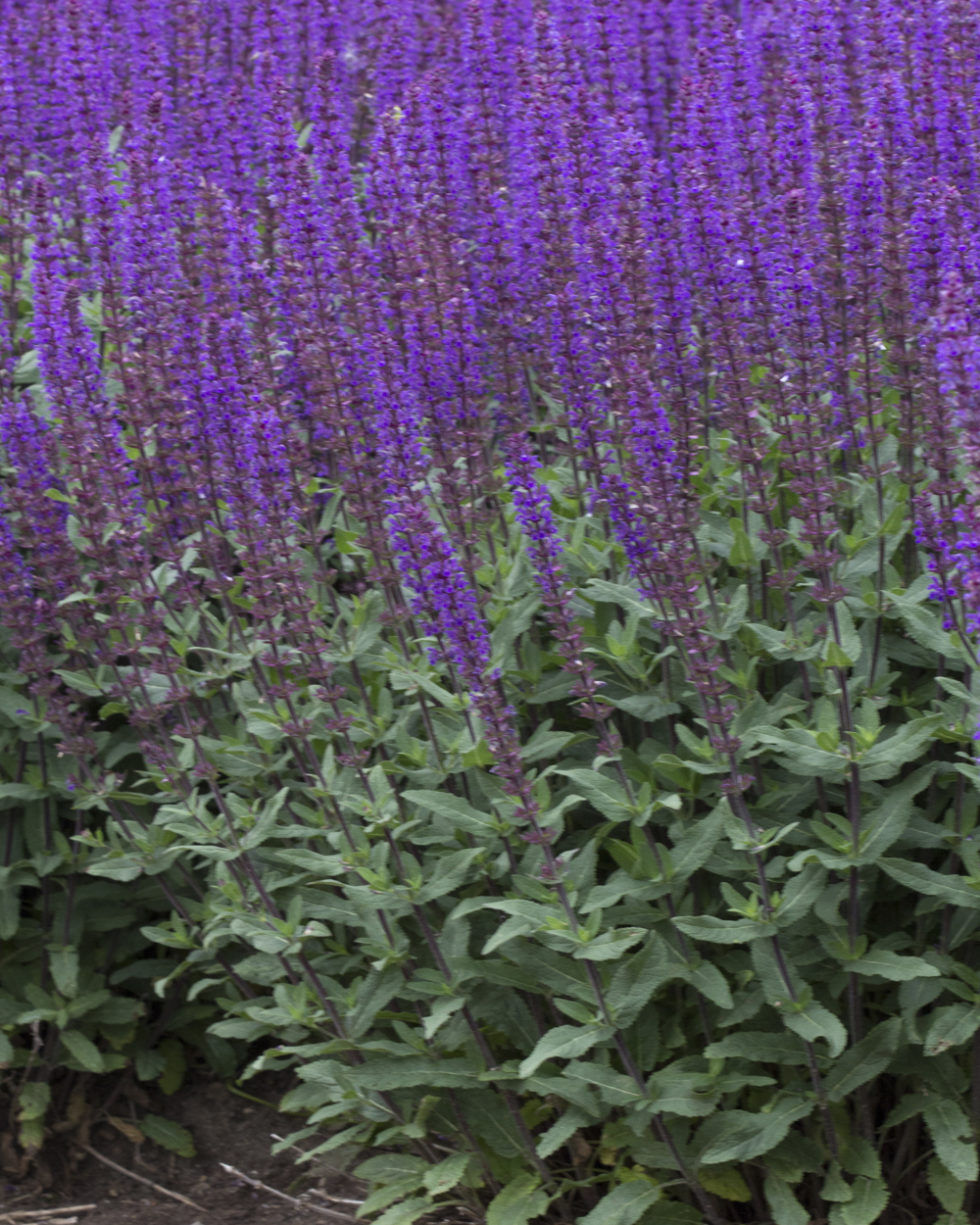 Salvia nemorosa 'Caradonna' | Stonehouse Nursery