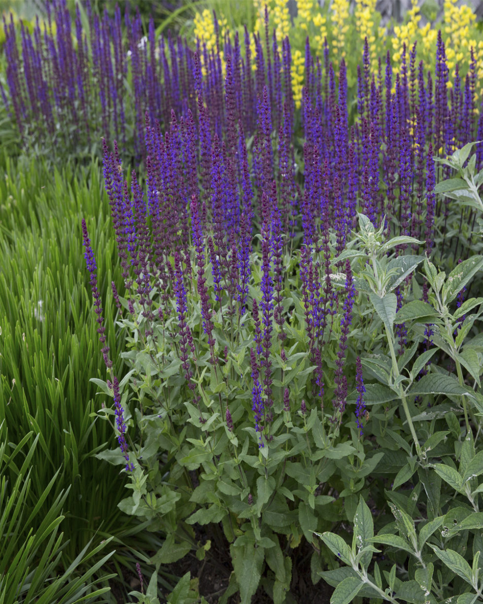 Salvia nemorosa 'Caradonna' | Stonehouse Nursery