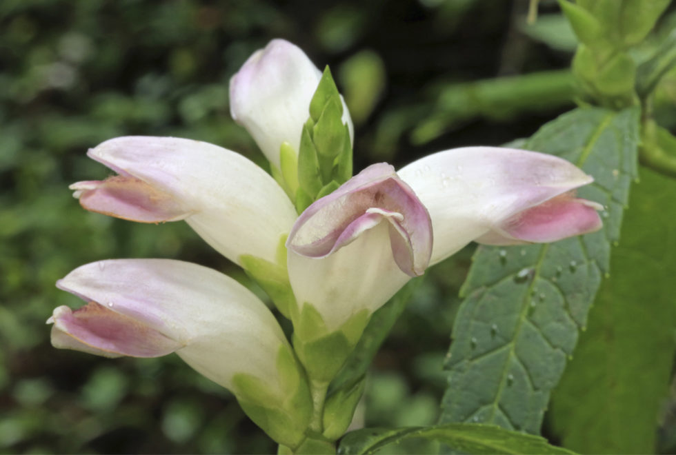 Chelone glabra | Stonehouse Nursery