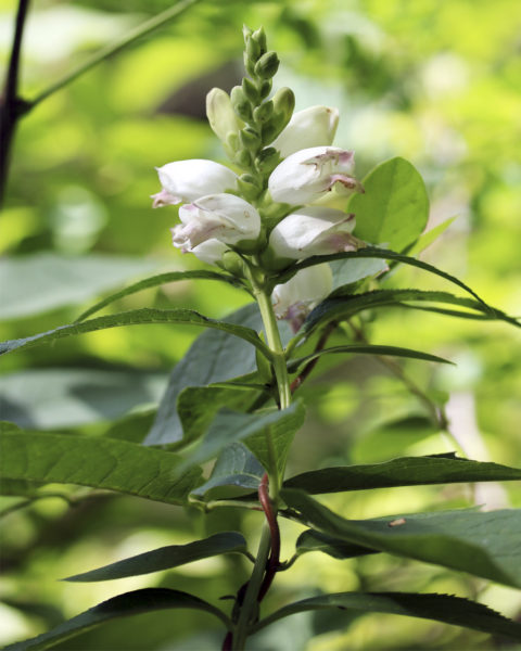 Chelone glabra | Stonehouse Nursery