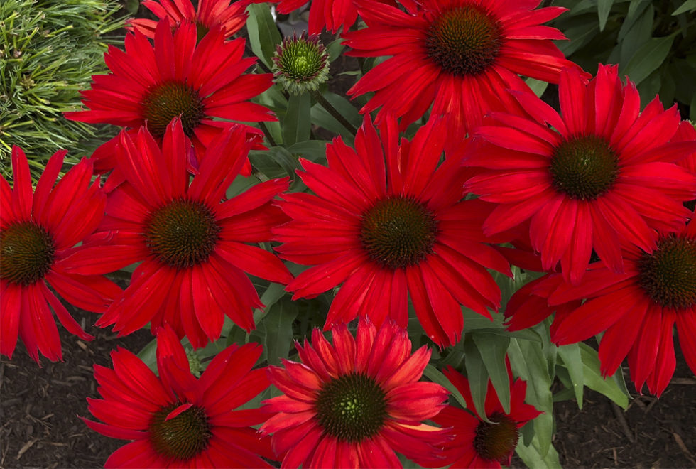 Echinacea | Stonehouse Nursery