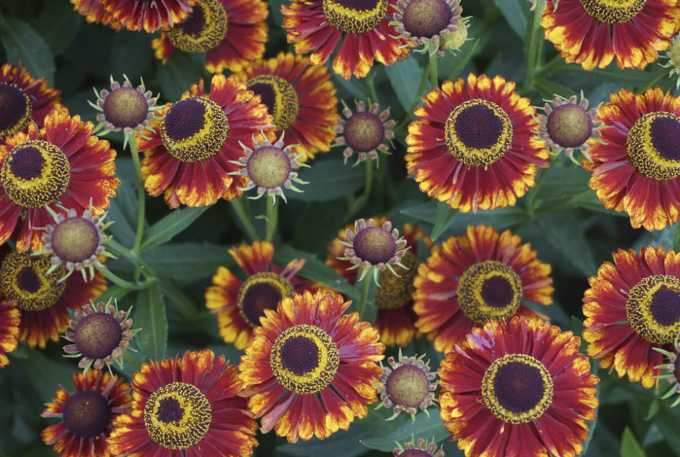 Helenium autumnale Mariachi™ 'Bandera' PP27397 | Stonehouse Nursery