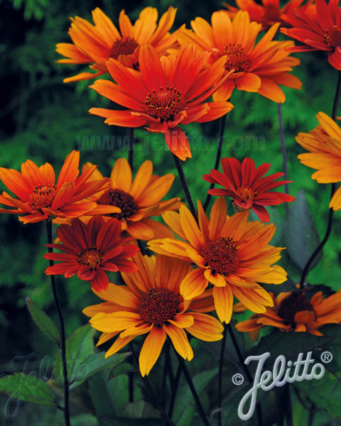 Heliopsis helianthoides var. scabra 'Bleeding Hearts' | Stonehouse Nursery