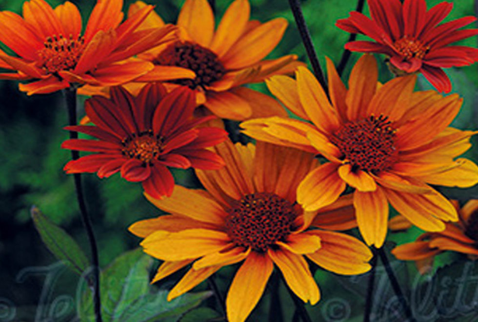 Heliopsis helianthoides var. scabra 'Bleeding Hearts' | Stonehouse Nursery