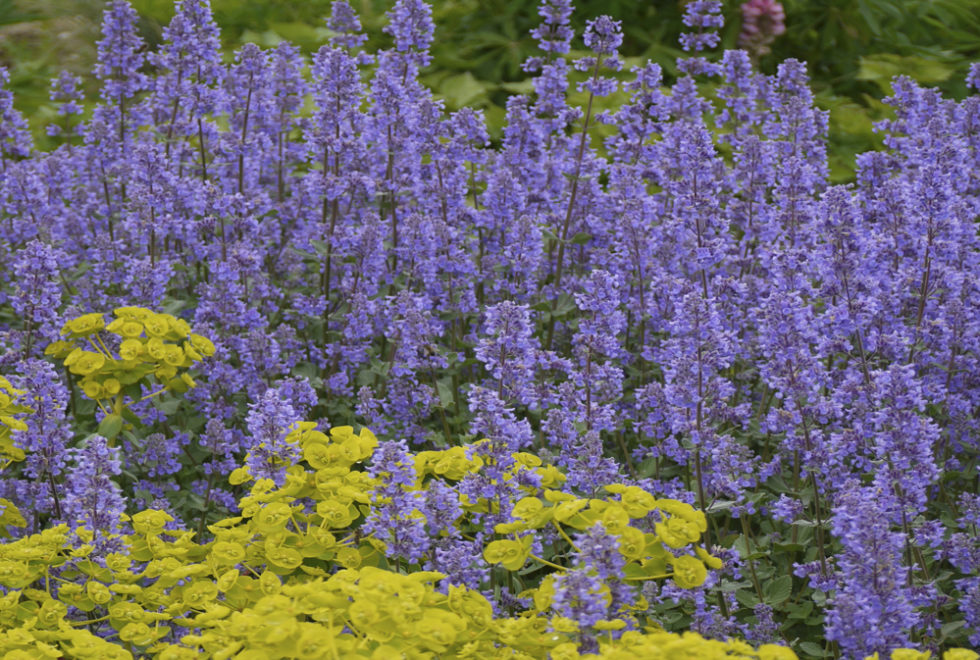 Nepeta grandiflora 'Summer Magic' PP27090 | Stonehouse Nursery