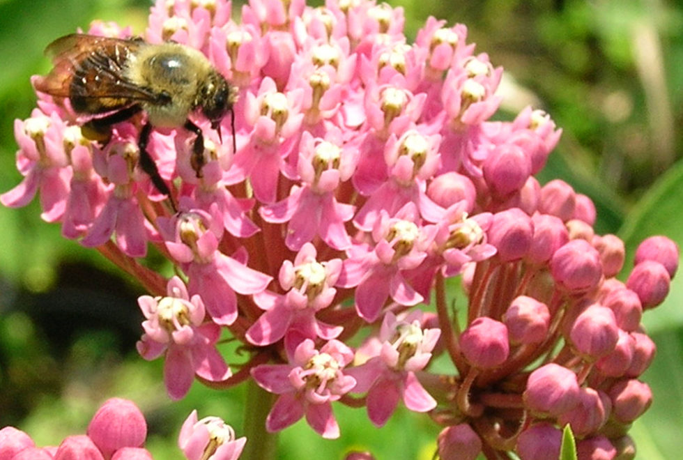 Asclepias incarnata | Stonehouse Nursery