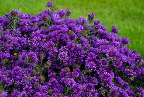 Aster novae-angliae 'Grape Crush' PP33612 | Stonehouse Nursery