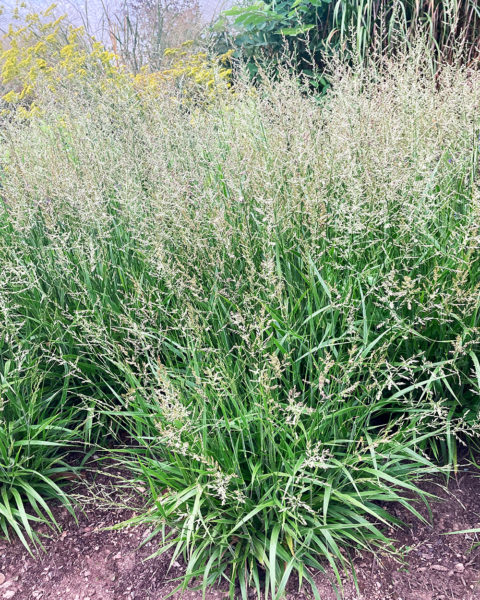 Calamagrostis 'Cheju-Do' | Stonehouse Nursery