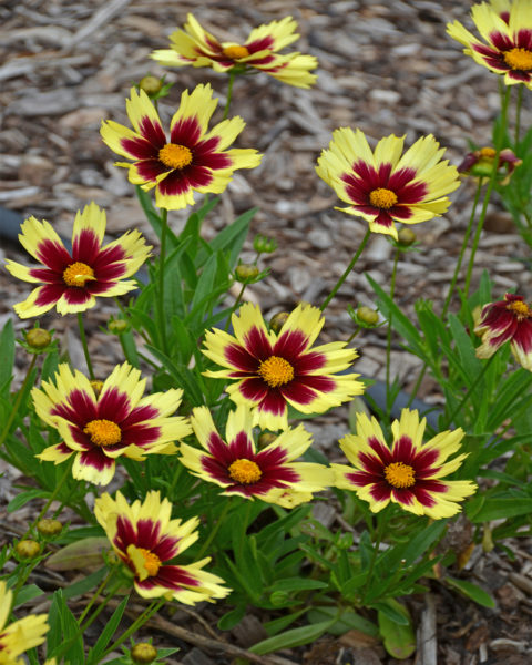 Coreopsis 'Super Star' PP30805 | Stonehouse Nursery