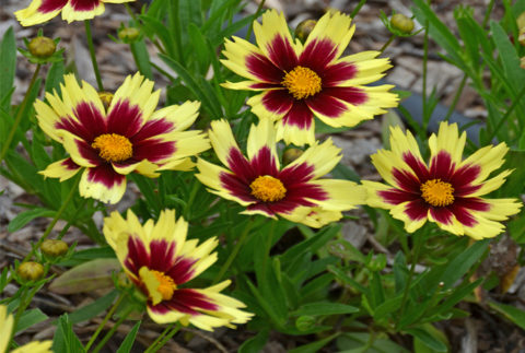 Native Search | Stonehouse Nursery