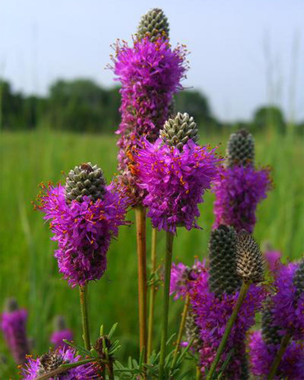 Dalea purpurea | Stonehouse Nursery