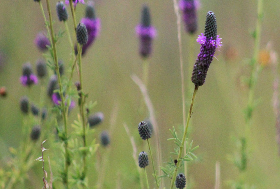 Dalea purpurea | Stonehouse Nursery