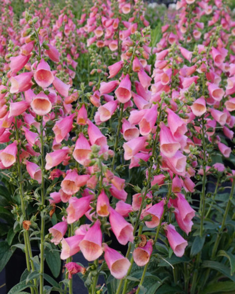 Digitalis Arctic Fox Rose ('Balroxose' PP31900) | Stonehouse Nursery