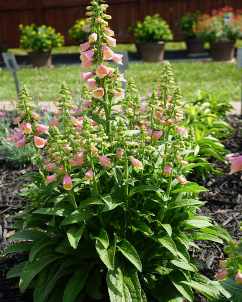 Digitalis Arctic Fox Rose ('Balroxose' PP31900) | Stonehouse Nursery