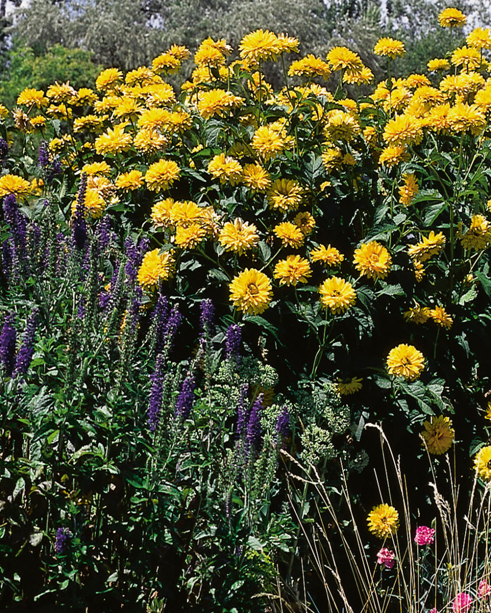 Heliopsis helianthoides | Stonehouse Nursery