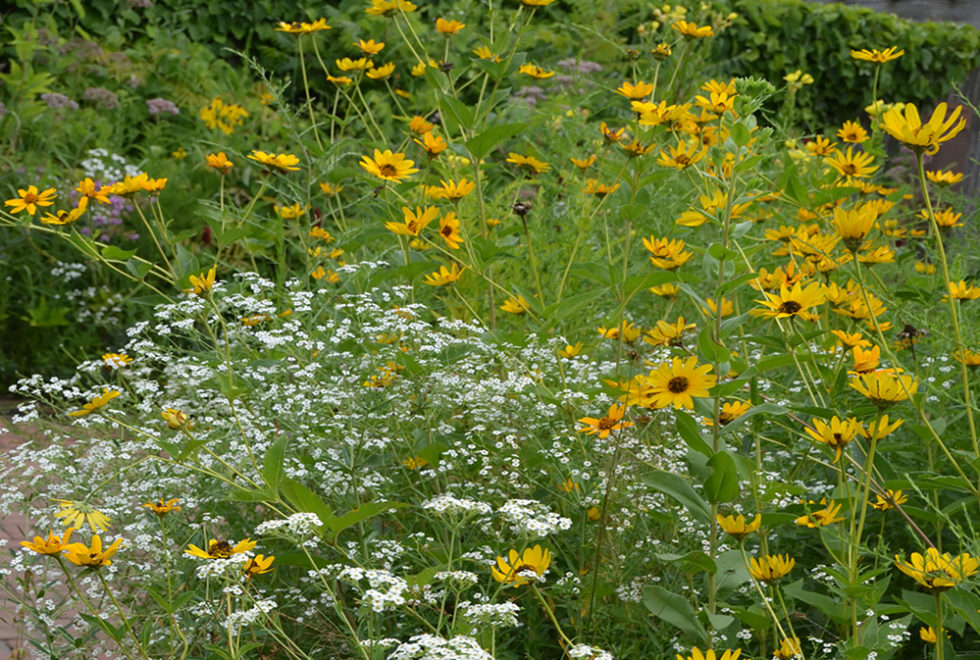 Heliopsis | Stonehouse Nursery