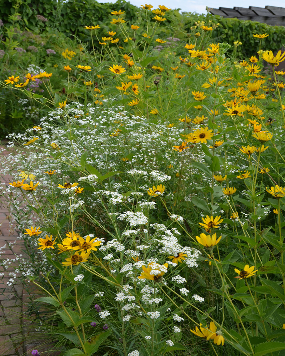 Heliopsis helianthoides | Stonehouse Nursery