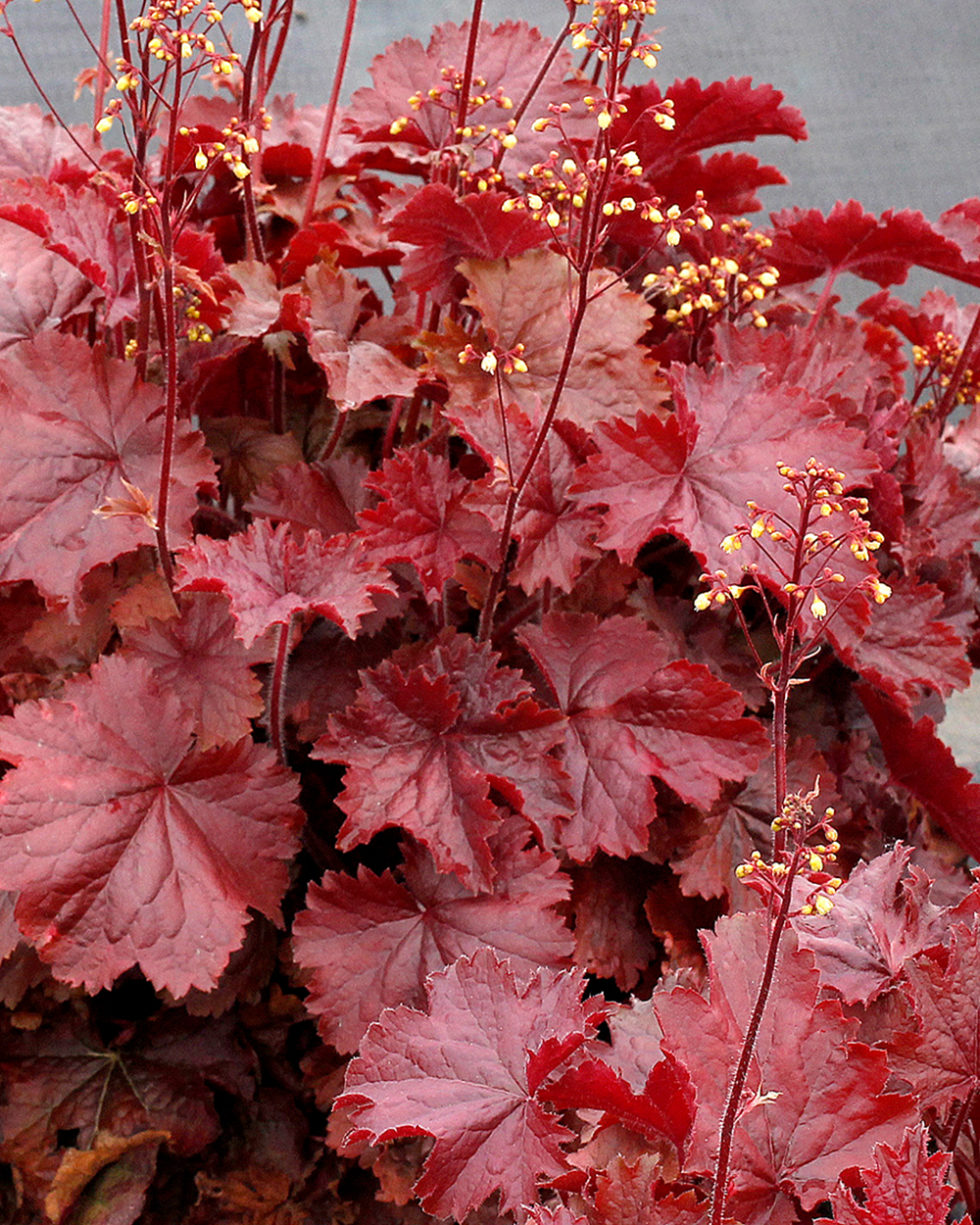 Heuchera Northern Exposure™ Red ('TNHEUNER' PP29420) | Stonehouse Nursery