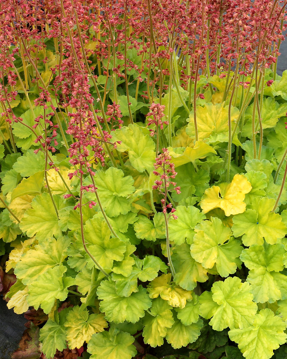 Heuchera Northern Exposure™ Lime ('TNHEUNEL' PP29162) | Stonehouse Nursery