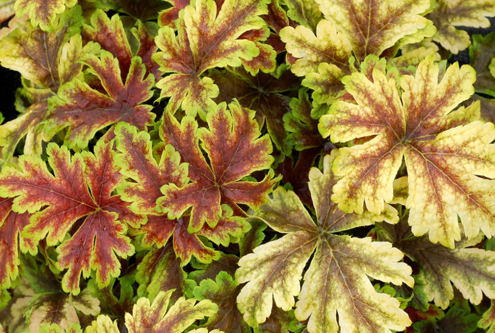 Heucherella 'Gold Zebra' PP22104 | Stonehouse Nursery