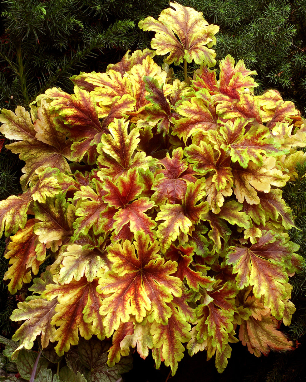 Heucherella 'Gold Zebra' PP22104 | Stonehouse Nursery