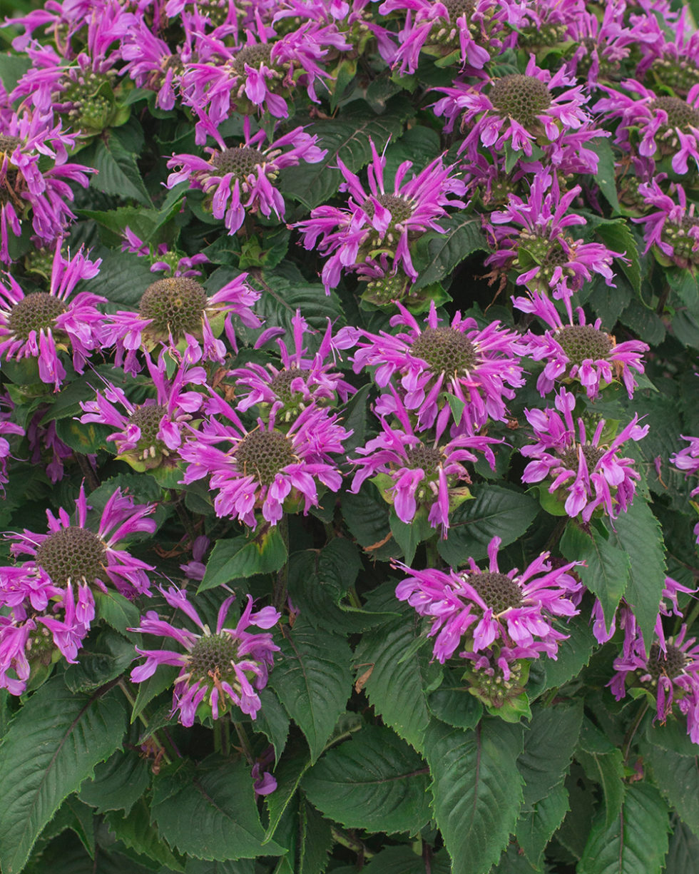 Monarda Bee-You® Bee Pretty™ ('Monard0044' PP30226) | Stonehouse Nursery