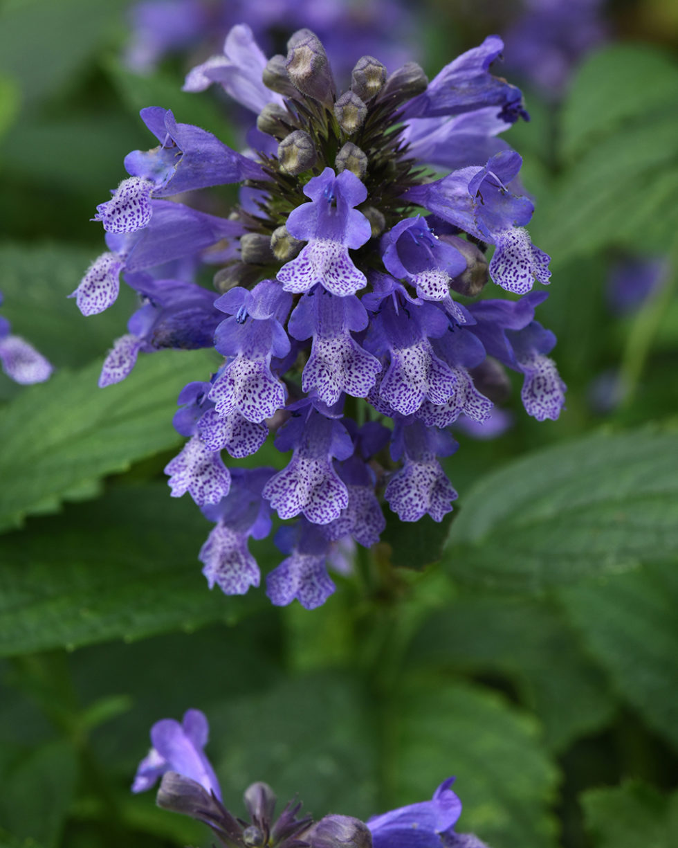 Nepeta Prelude™ Blue ('Balneplud' PP31901) | Stonehouse Nursery