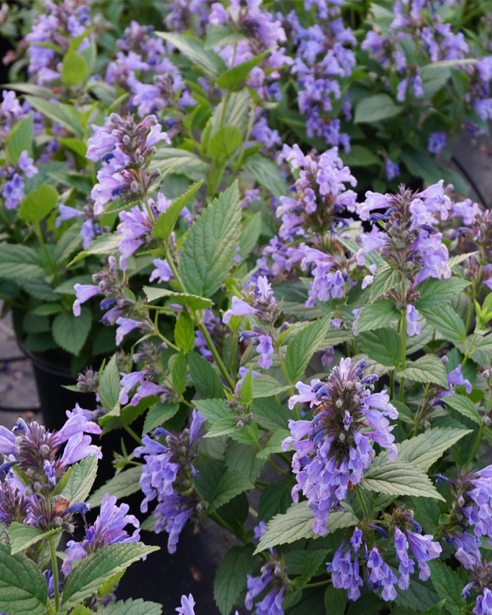 Nepeta Prelude™ Blue ('Balneplud' PP31901) | Stonehouse Nursery