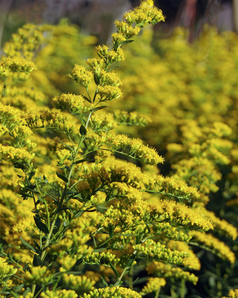 Solidago shortii 'Solar Cascade' | Stonehouse Nursery