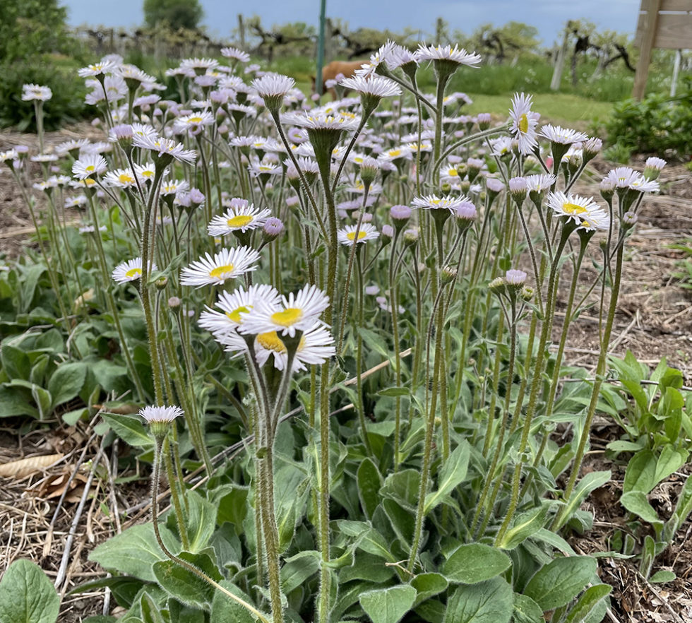 Erigeron pulchellus var. pulchellus 'Lynnhaven Carpet' | Stonehouse Nursery