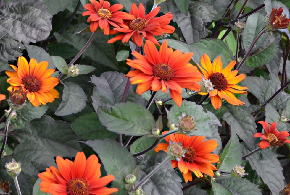 Heliopsis | Stonehouse Nursery