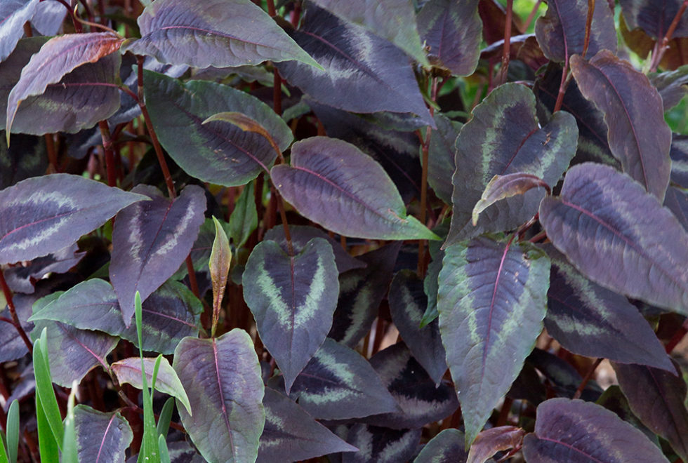 Persicaria | Stonehouse Nursery