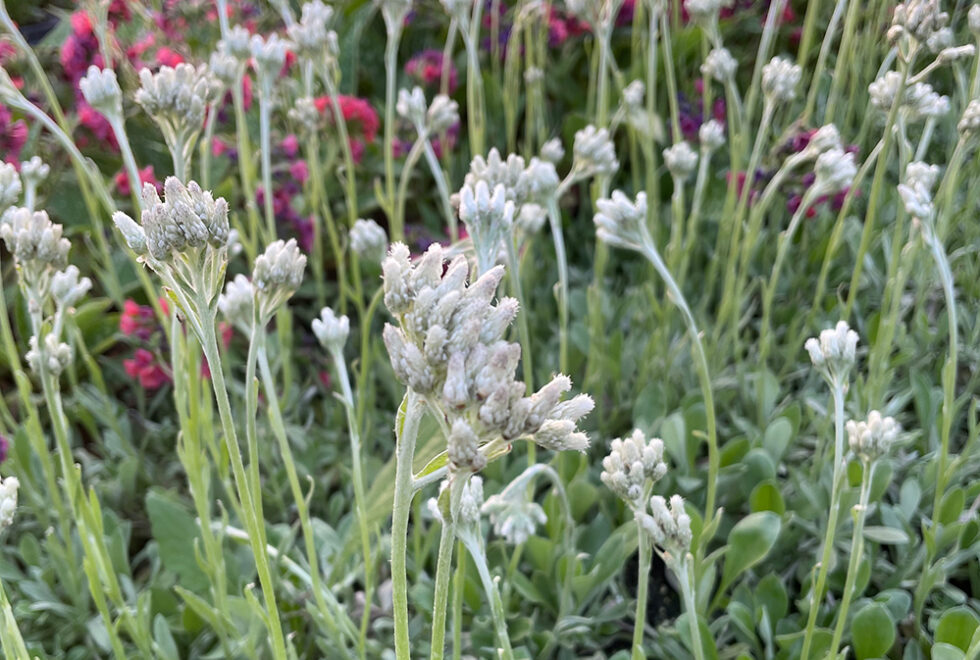 Antennaria plantaginifolia | Stonehouse Nursery