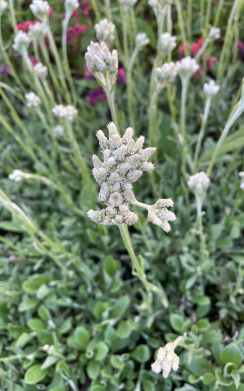 Antennaria plantaginifolia | Stonehouse Nursery