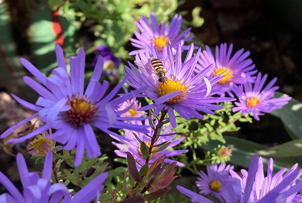 Aster oblongifolius ‘Raydon’s Favorite’ | Stonehouse Nursery