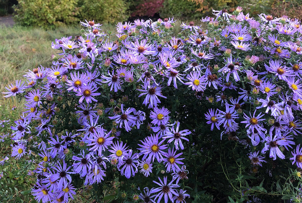 Aster oblongifolius ‘Raydon’s Favorite’ | Stonehouse Nursery