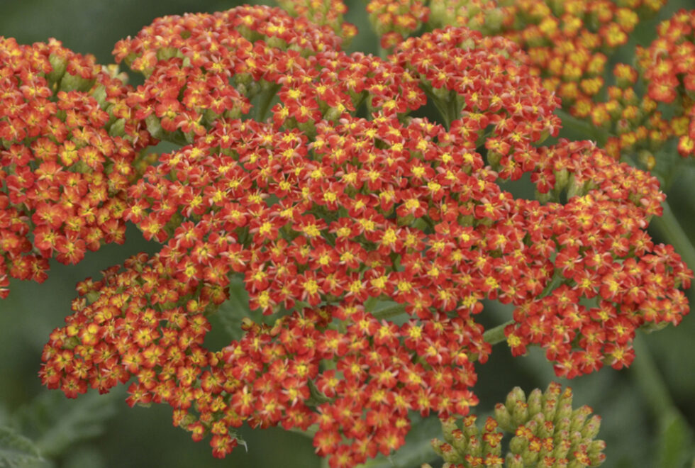 Achillea ‘Sassy Summer Sunset’ PP31412 | Stonehouse Nursery