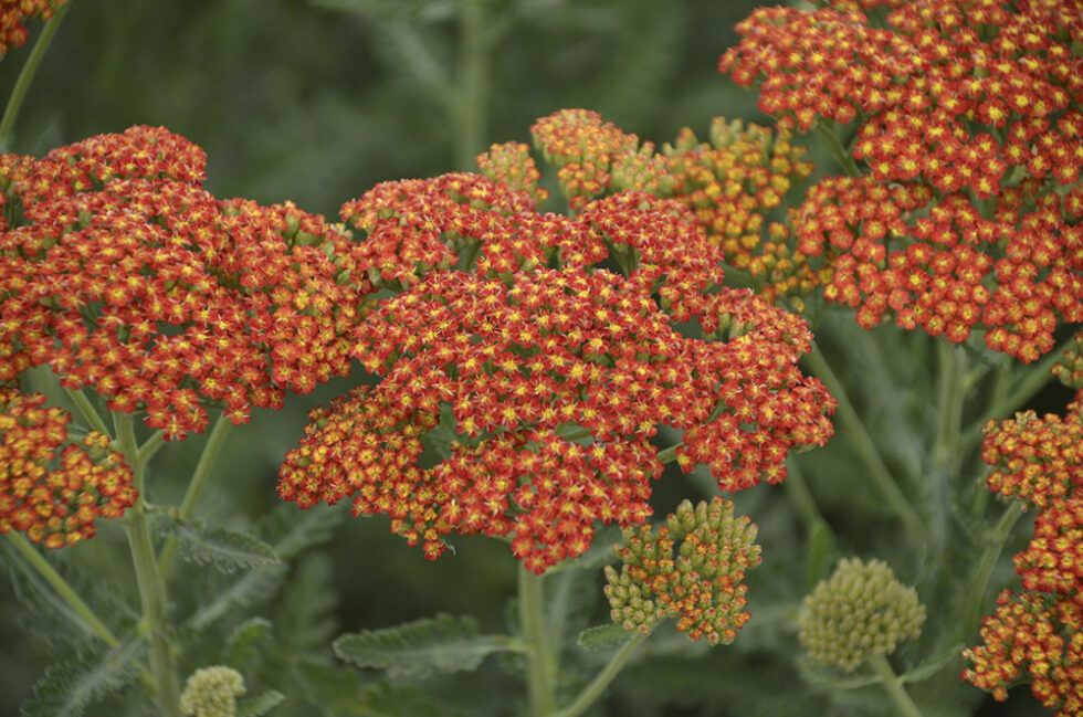 Achillea ‘Sassy Summer Sunset’ PP31412 | Stonehouse Nursery
