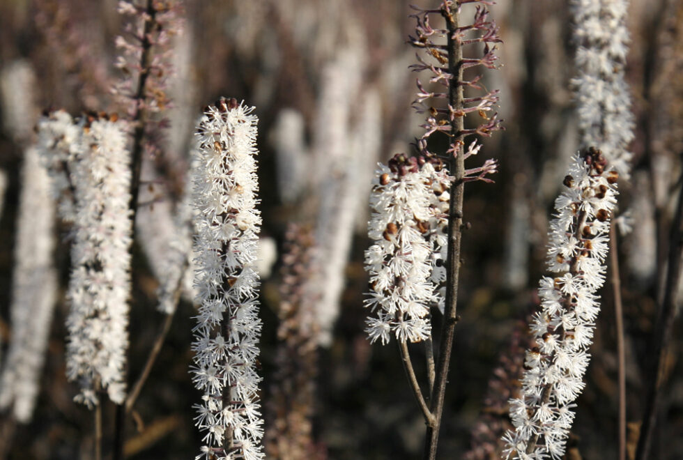 Perennial Search | Stonehouse Nursery