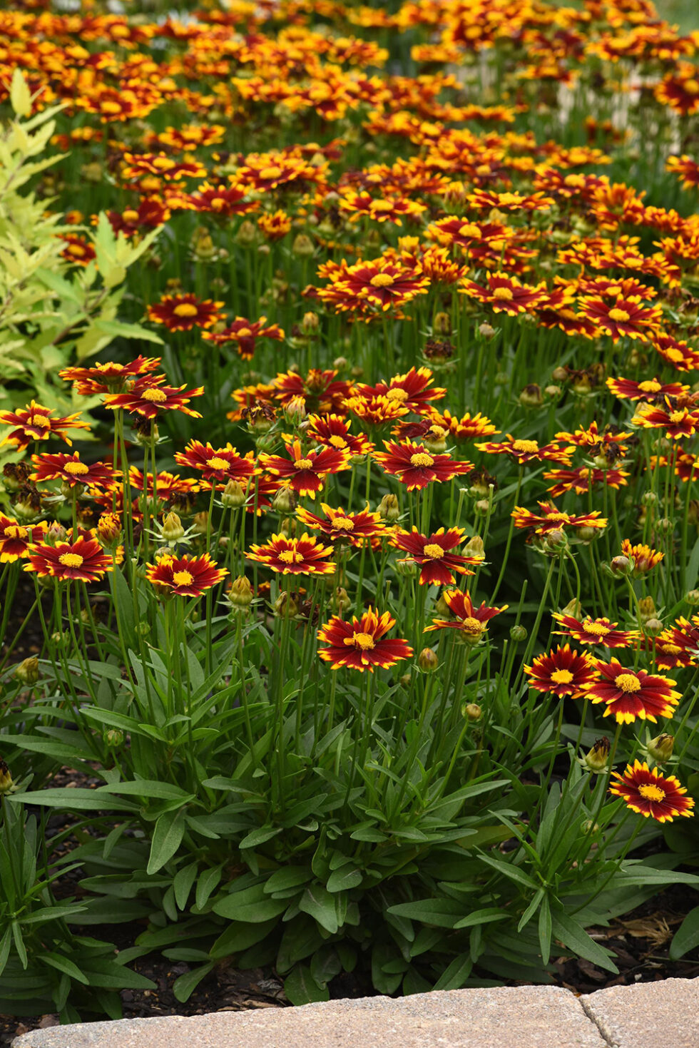 Coreopsis UpTick™ Red ('Baluptred' PP33866) | Stonehouse Nursery